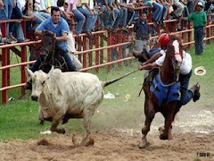 coleo de toros en venezuela: feveco